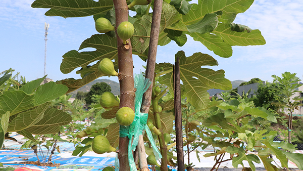 Đã lỡ mê nghề nông - Báo Bà Rịa - Vũng Tàu điện tử